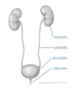 Men's Bladder & Bowel Conditions - National Association For Continence